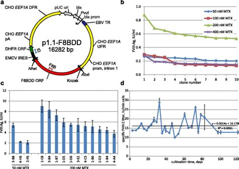 Stable High Level Expression Of Factor Viii In Chinese Hamster Ovary
