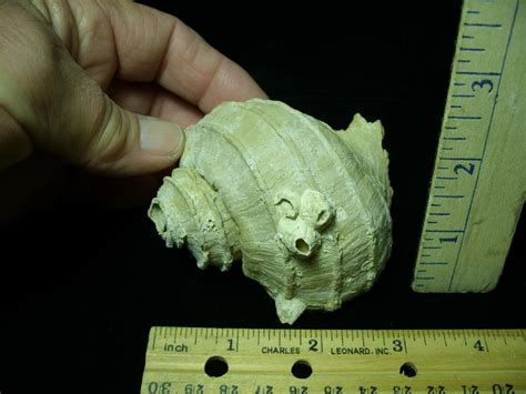 Complete Fossil Gastropod 030121e The Stones And Bones Collection