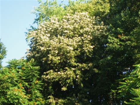 The Fragrant Linden Tree Tilia