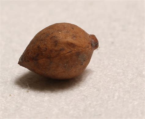 Do These Count As Fossils Can Anyone Provide Info Questions Answers The Fossil Forum