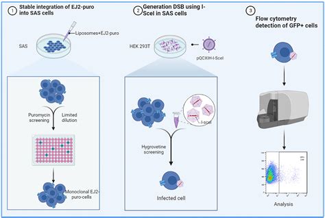 Detection Of Alternative End Joining In Hnsc Cell Lines Using Dna
