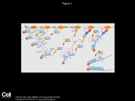 Dynamic Integration Of Splicing Within Gene Regulatory Pathways Ppt