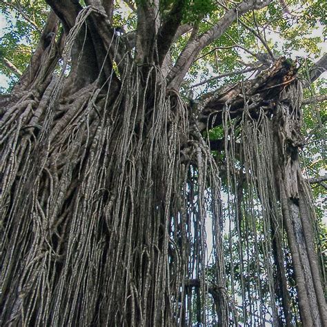 Strangler Fig Application
