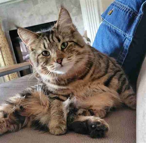 Remarkable Full Grown Pixie Bob Cat Forest Hunter Etta James