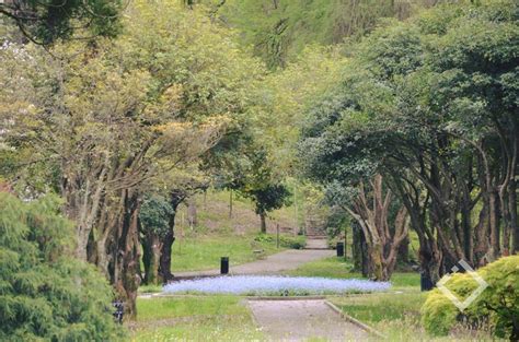 ხვალიდან ბათუმის ბოტანიკური ბაღი ვიზიტორებისთვის იხსნება Adjara Tv