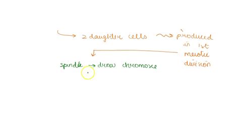 Solved Metaphase Of Meiosis Ii Chromosome Alignment And Order During