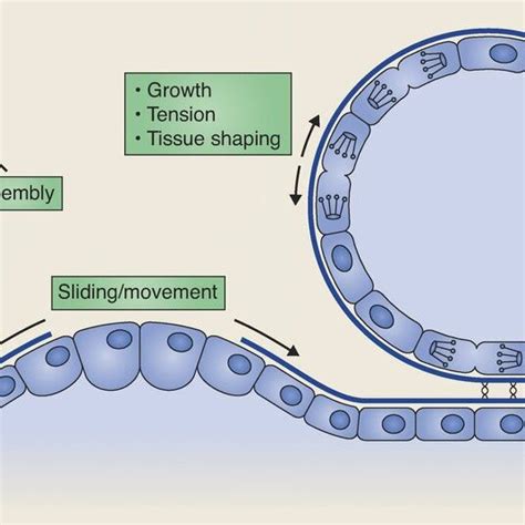 The Basement Membrane Is A Dynamic Scaffold During Development Download Scientific Diagram