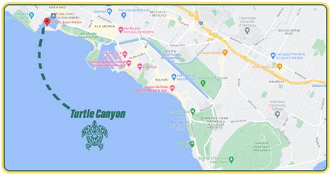 How Is Sex Of A Sea Turtle Determined Turtle Snorkeling Oahu