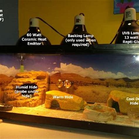 Geckos That Don't Need Heat Lamps at Tanner Troy blog