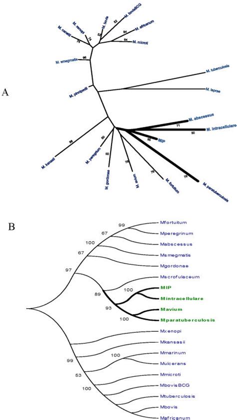 This Binary Data Were Used To Construct A Phylogenetic Tree Please See