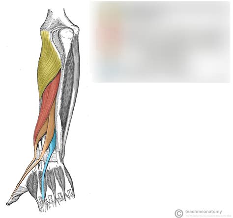 Posterior Forearm Deep Diagram Quizlet Posterior Forearm Deep Diagram Quizlet