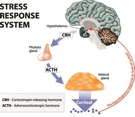 Hpa Axis The Definitive Guide Biology Dictionary