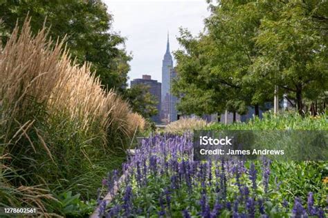 미드타운 맨해튼 스카이라인 뷰 롱 아일랜드 시티 퀸즈 뉴욕의 갠트리 플라자 주립 공원에서 여름 동안 식물과 꽃이 보입니다