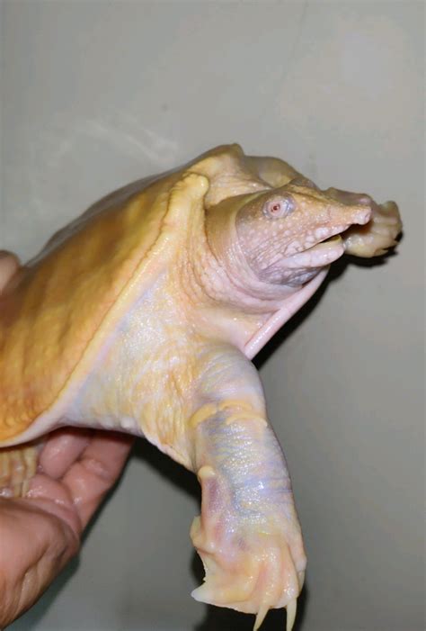 Albino Chinese Softshell Male Softshell Turtle By Snakes Anonymous Morphmarket Albino Chinese Softshell Male Softshell Turtle By Snakes Anonymous Morphmarket