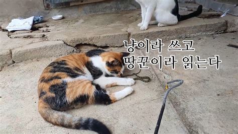 막내딸처럼 애지중지 키웠는데 알고 보니 땅꾼이었다 Youtube