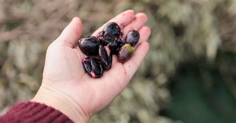 What Are Kalamata Olives PureWow