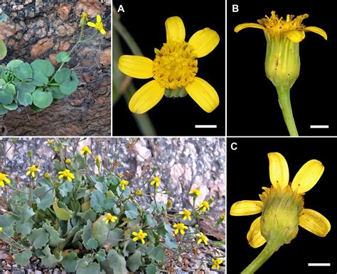 Species New To Science [botany • 2022] Senecio Namibensis Asteraceae