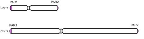 Archaic Humans Might Actually Be The Same Species As Us Study Suggests