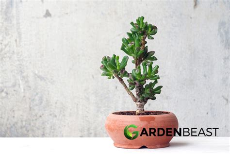 Gollum Jade Guide How To Grow And Care For Gollum Jade Plants