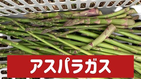 ＃家庭菜園＃アスパラガス【初めての農業】【農作業】3年目のアスパラガス Youtube