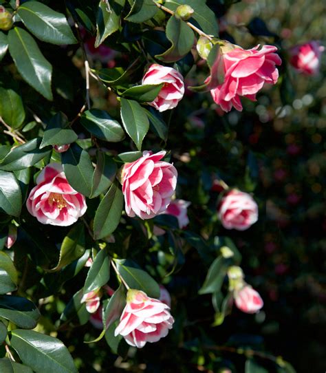 15 Types Of Camellias To Grow In Your Garden