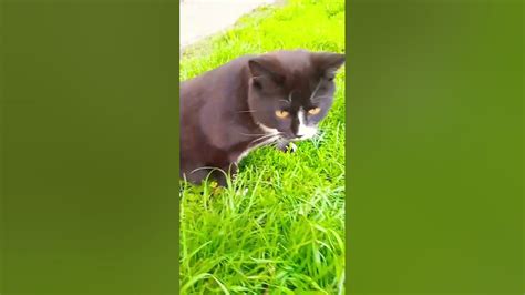 Живчик Youtube