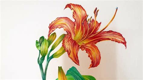 23 원추리 그리기 색연필화 Youtube