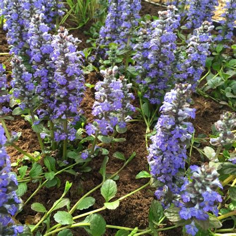 Buy Bugle Ajuga Reptans Atropurpurea £799 Delivery By Crocus