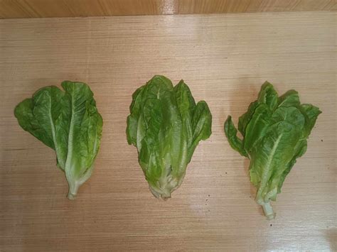 Lettuce Types Object Detection Dataset And Pre Trained Model By Lettuce