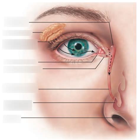 Lacrimal Stuff Diagram Diagram Quizlet