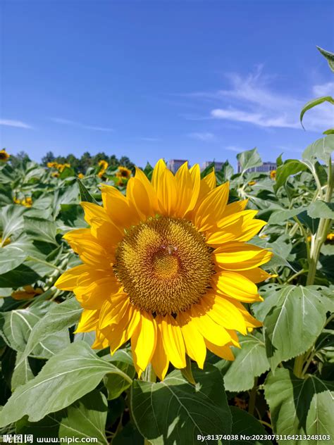 向日葵摄影图 花草 生物世界 摄影图库 昵图网