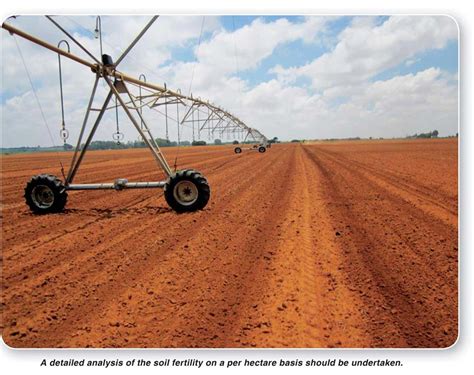 Irrigated Wheat Production An Intensive System Requires Intensive