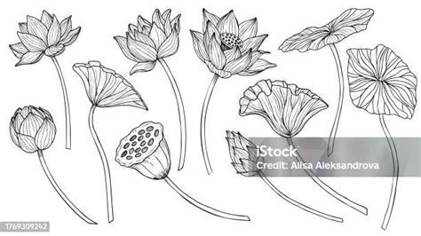 로터스 벡터 세트입니다 흑백 색상의 꽃과 나뭇잎이 있는 선형 그림 스파 또는 Zen 디자인을 위한 윤곽선 스타일의 수련 새겨진 그림 아이콘 또는 로고를 위한 모노크롬 에칭