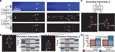 Second Layer Classification For Neuron Pair Detection A The First