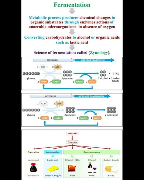 Fermentation Definition Geneticteacher Fermentation Fermentation