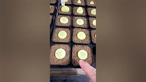 코노월드 라이브 다육판매영상 다육판매방 다육판매하는곳 다육이 다육이를부탁해 다육이판매영상 다육이라이브 다육이화분 선인장 코덱스 코노피튬 Youtube