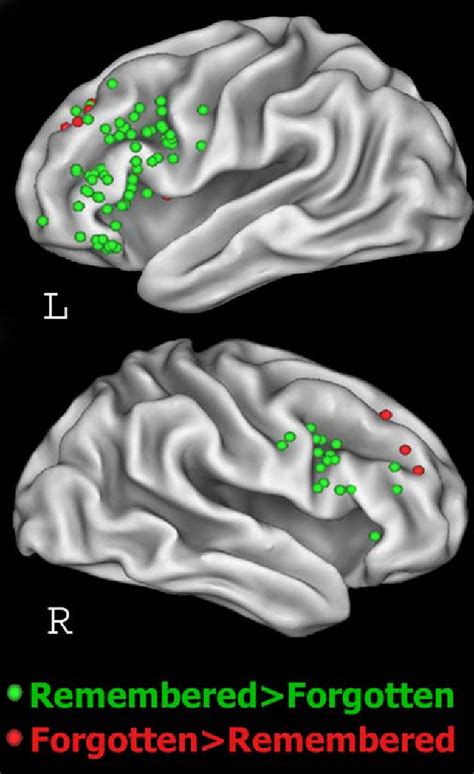 Figure 1 From Dorsolateral Prefrontal Cortex Promotes Long Term Memory Formation Through Its