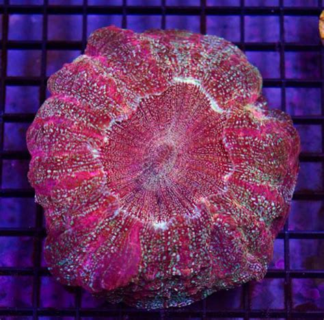 Rare Acanthophyllia Worth The High Price Tag Reef2reef