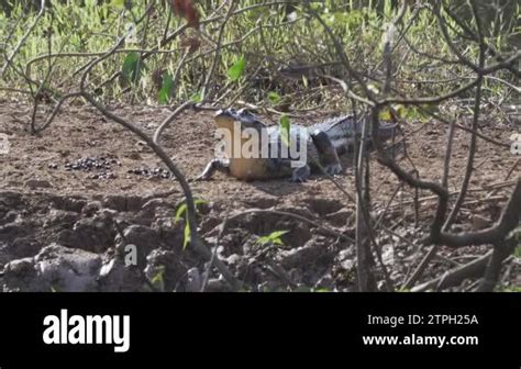 Pantanal Caiman Wetlands Brazil Stock Videos And Footage Hd And 4k
