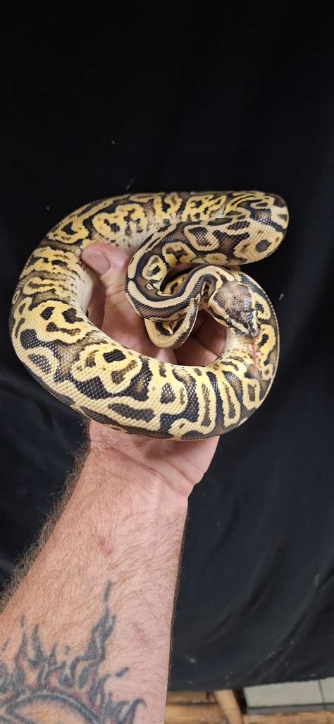 male super pastel leopard het clown ball python reptile mart