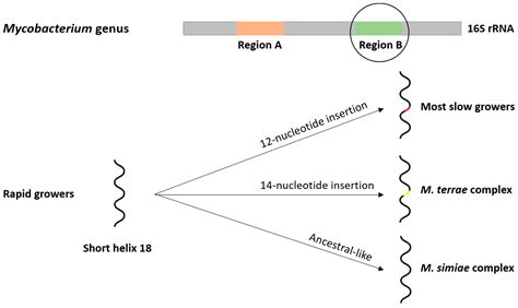Mycobacterium Types