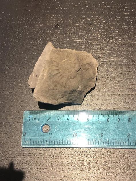 Can Anyone Help Identify These Fossils R Fossilid