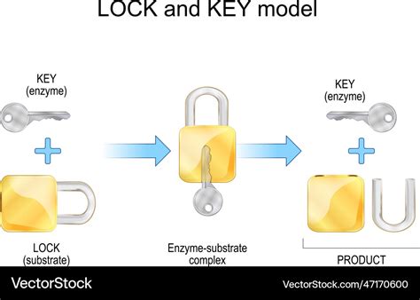 Lock And Key Model Enzyme Substrate Products Vector Image
