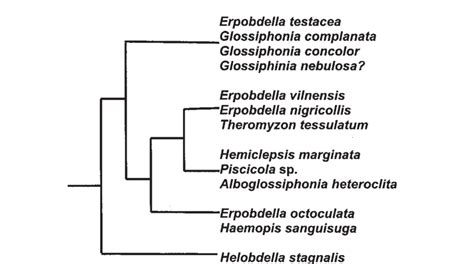 results of hierarchical classification of indicator species using