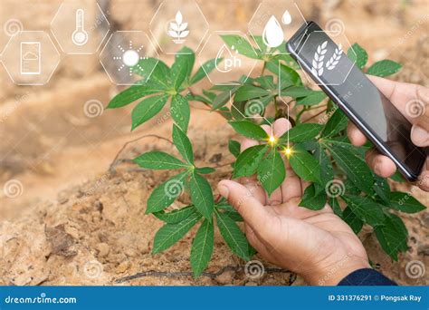 Cassava Farmers Use Mobile Phones To Check Production In Their Cassava