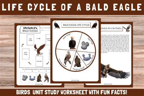 Life Cycle Of A Bald Eagle With Fun Fact Graphic By Digigrove