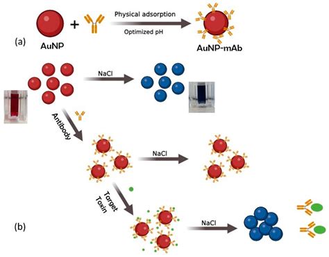 Mycotoxin Detection Through Colorimetric Immunoprobing With Gold Nanoparticle Antibody Conjugates