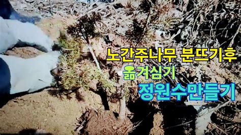 자연곡 노간주나무 분뜨기후 옮겨심기 뿌리가 많으면 전정 노간주나무정원수 노간주나무 소재감찾기 Youtube