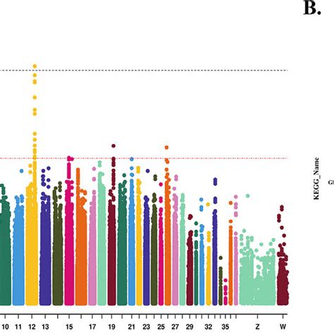 The Manhattan Plot Of Genome Wide Association Analysis By Snps A And Download Scientific