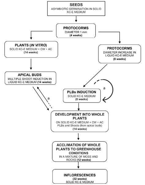 Workflow Diagram For Clonal Propagation Of Trichocentrum Stramineum A Download Scientific Workflow Diagram For Clonal Propagation Of Trichocentrum Stramineum A Download Scientific